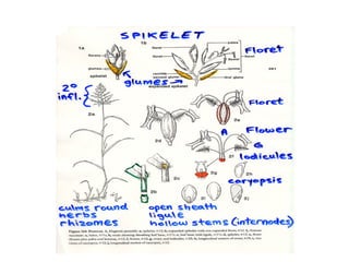 Taxonomy of Angiosperms: Family-Poaceae | PDF