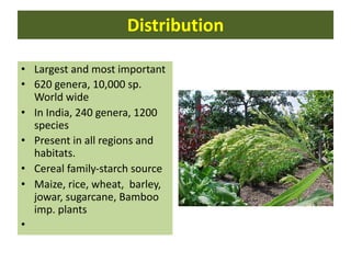 Taxonomy of Angiosperms: Family-Poaceae | PPT