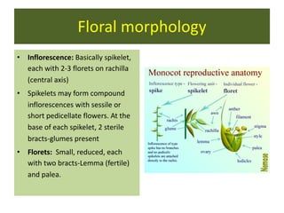 Taxonomy of Angiosperms: Family-Poaceae | PDF