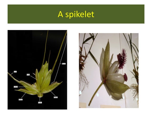 Taxonomy of Angiosperms: Family-Poaceae | PPT