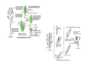 Taxonomy of Angiosperms: Family-Poaceae | PPT