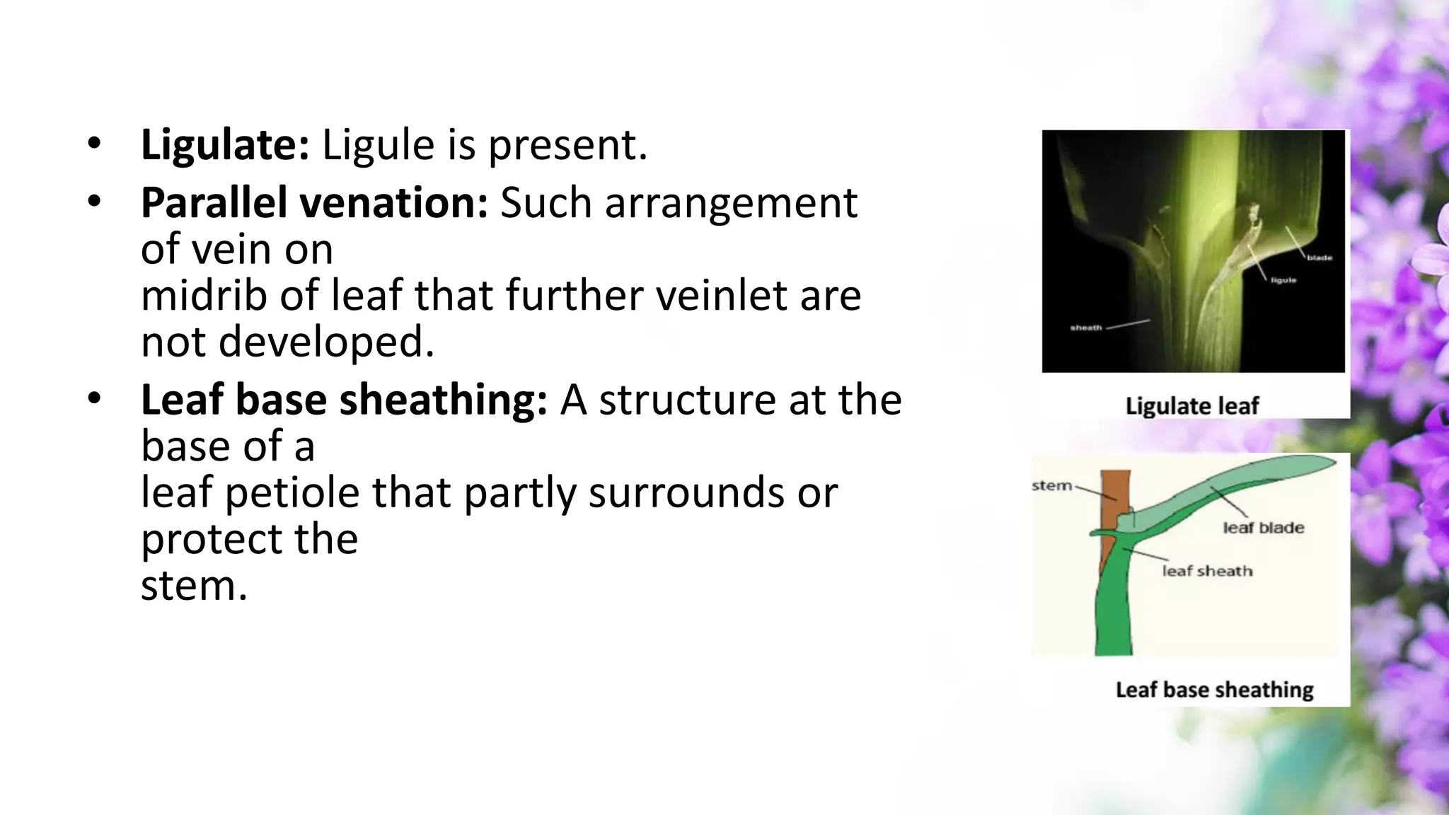 Family Poaceae | PDF