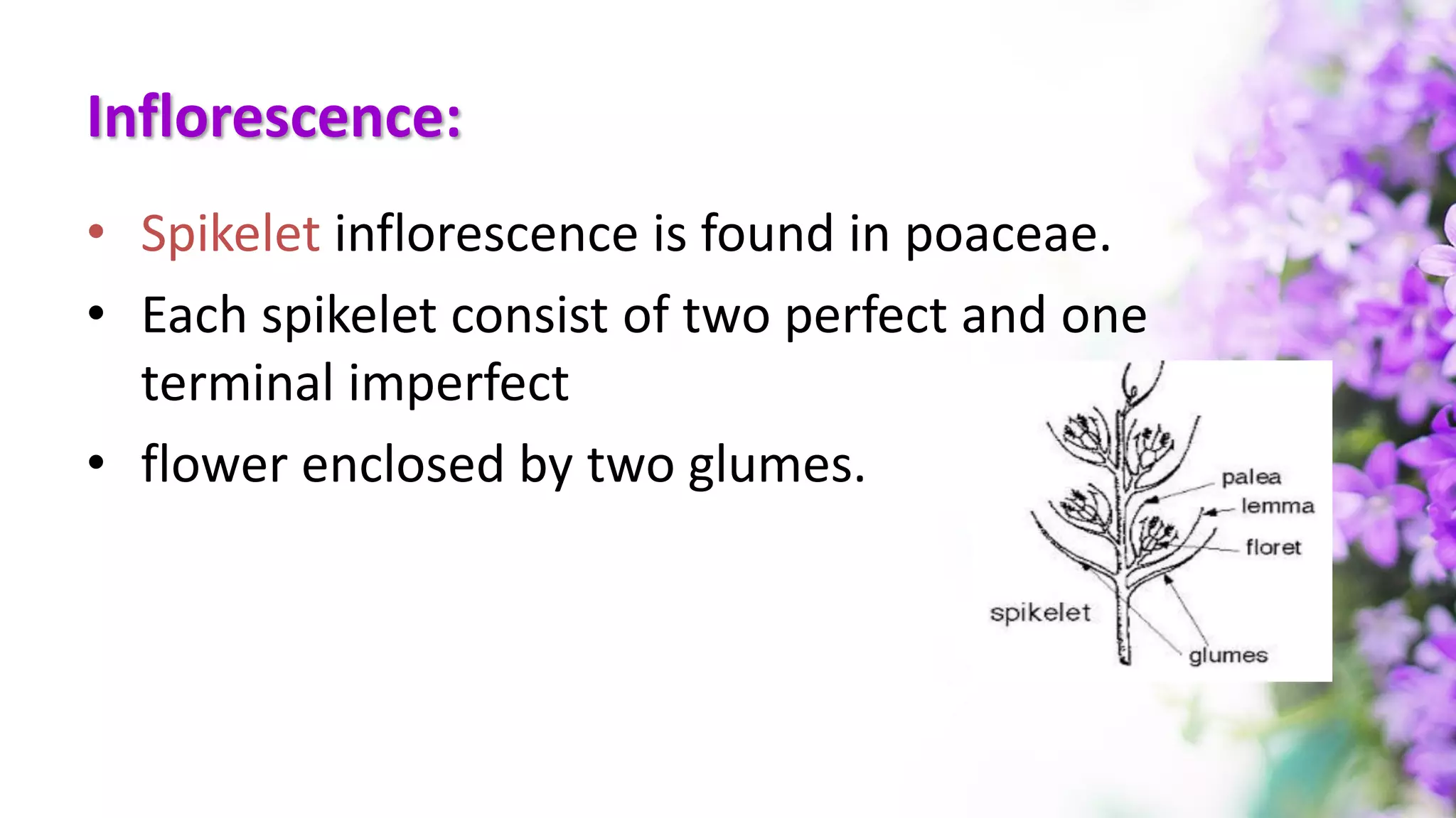 Family Poaceae | PDF