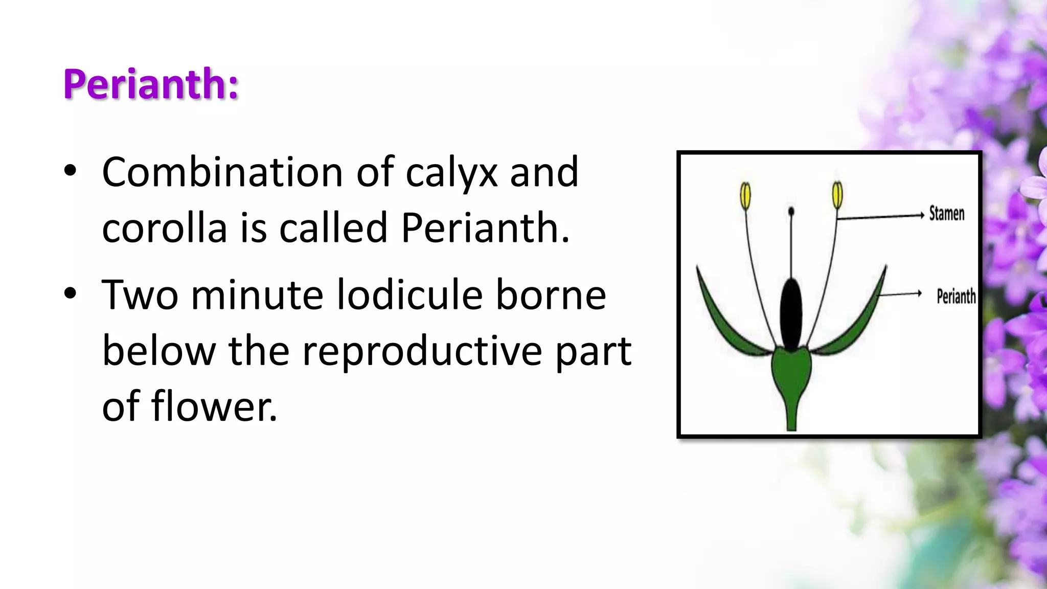 Family Poaceae | PDF