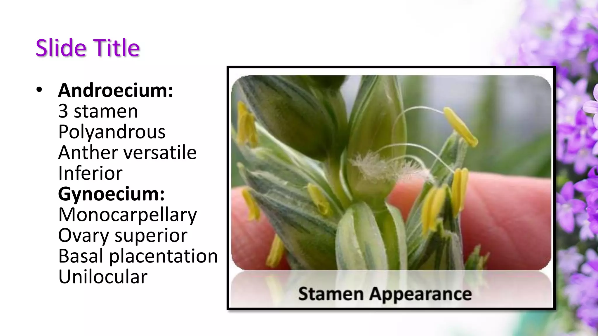 Family Poaceae | PDF