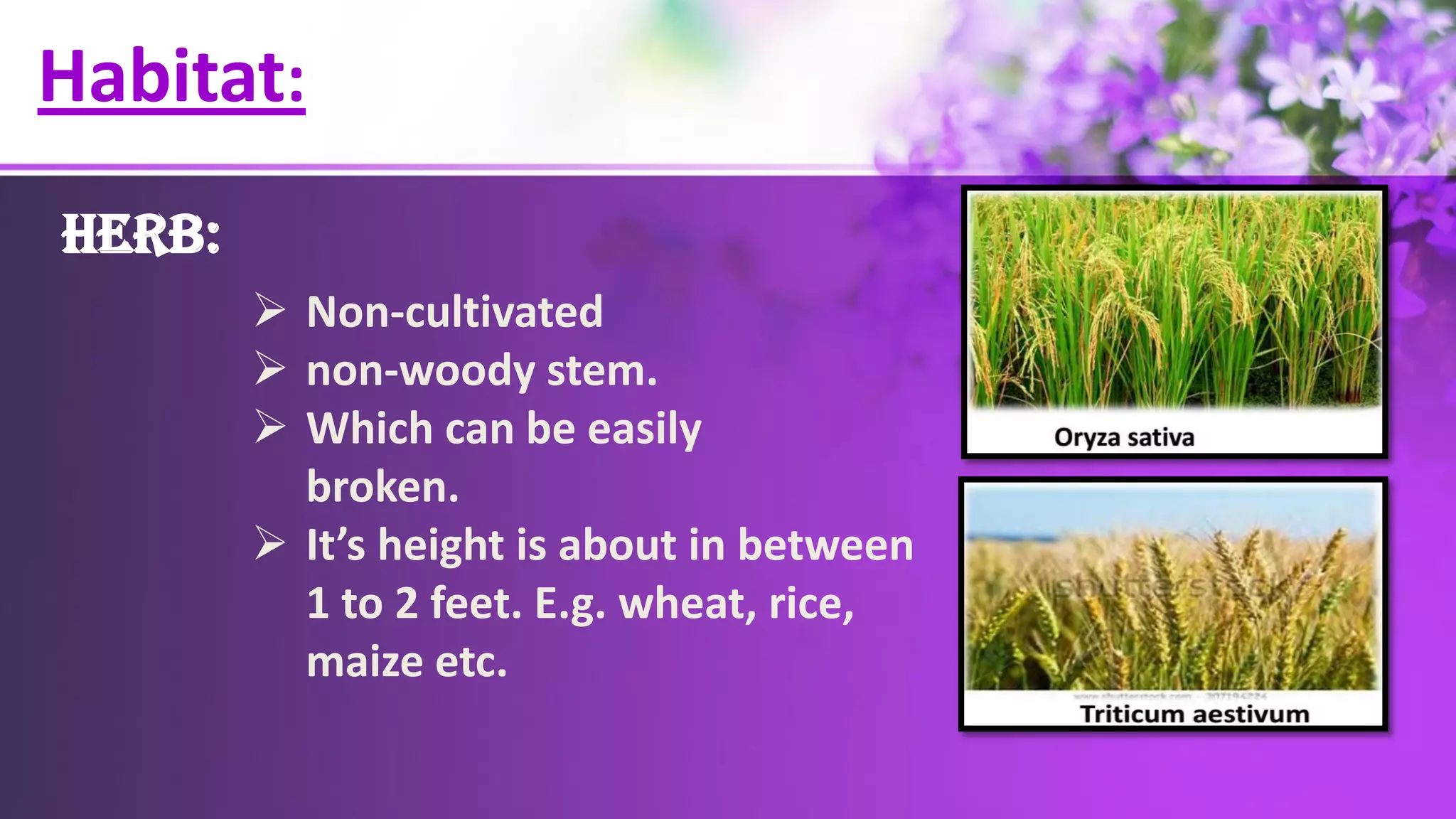 Family Poaceae | PDF