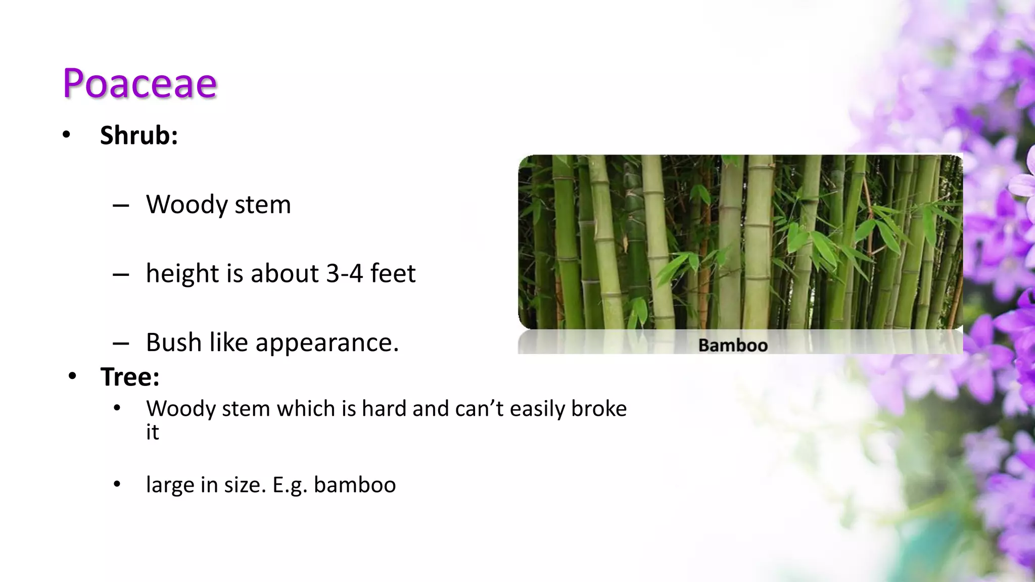 Family Poaceae | PDF