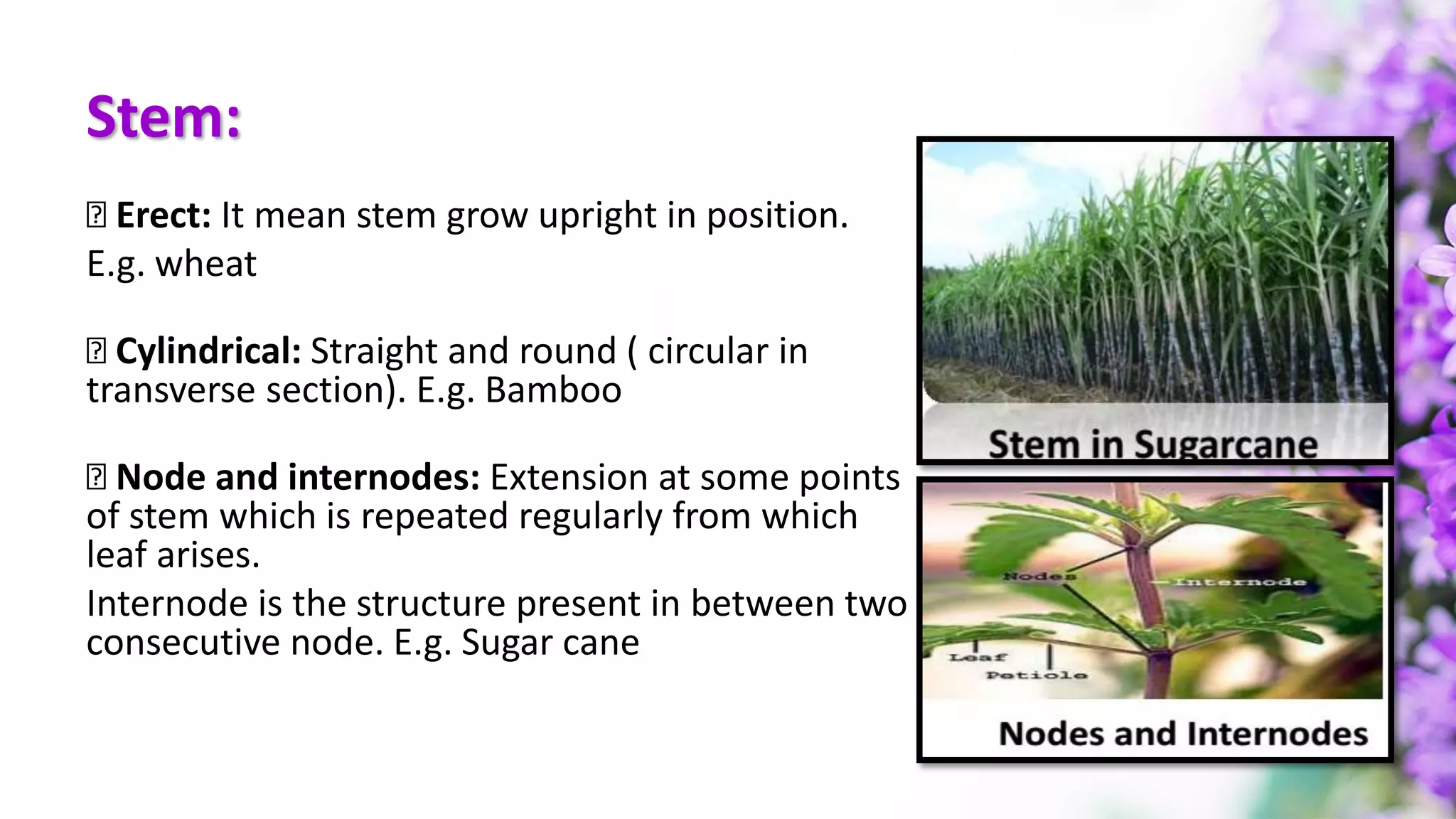 Family Poaceae | PDF