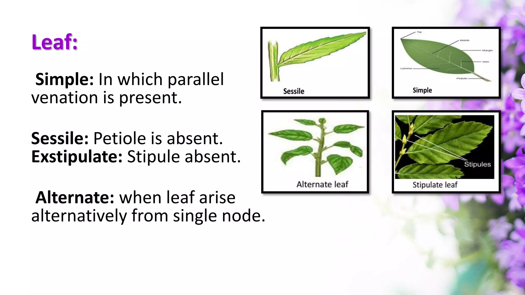 Family Poaceae | PDF