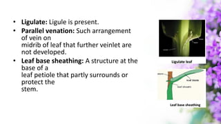 Family Poaceae | PDF