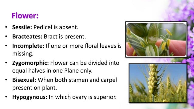 Family Poaceae | PDF | Gardening | Home & Garden