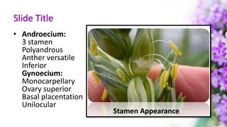 Family Poaceae | PDF