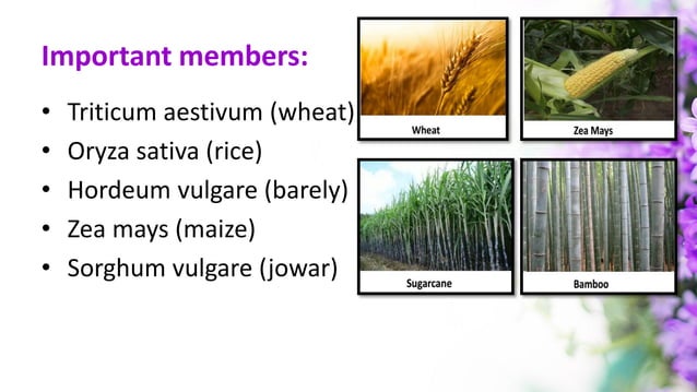 Family Poaceae | PDF | Gardening | Home & Garden