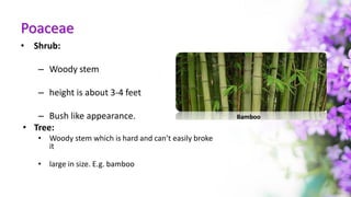 Family Poaceae | PDF