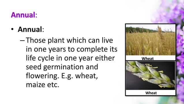 Family Poaceae | PDF | Gardening | Home & Garden