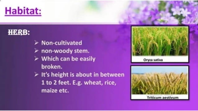 poaceae family.pdf