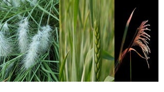 poaceae family.pdf