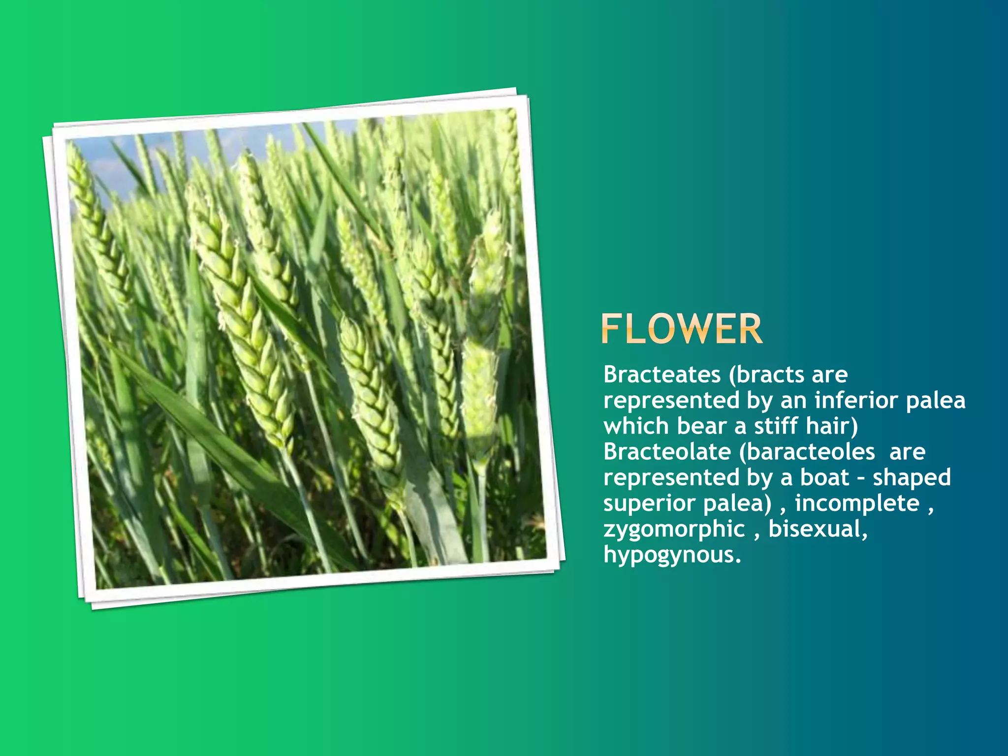 ppt on the family Poaceae |Gramineae | PPTX