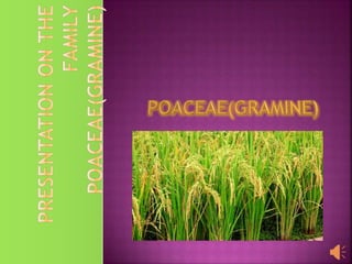 ppt on the family Poaceae |Gramineae | PPTX