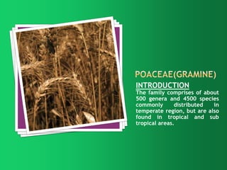 ppt on the family Poaceae |Gramineae | PPTX