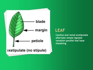 ppt on the family Poaceae |Gramineae | PPTX
