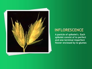 ppt on the family Poaceae |Gramineae | PPTX