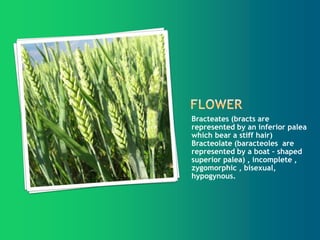 ppt on the family Poaceae |Gramineae | PPTX