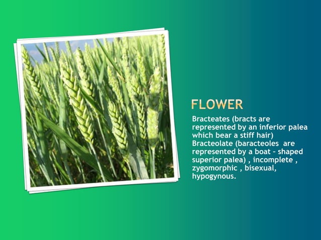 ppt on the family Poaceae |Gramineae | PPTX