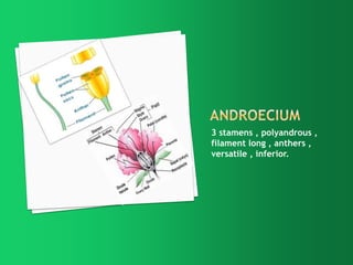 ppt on the family Poaceae |Gramineae | PPTX