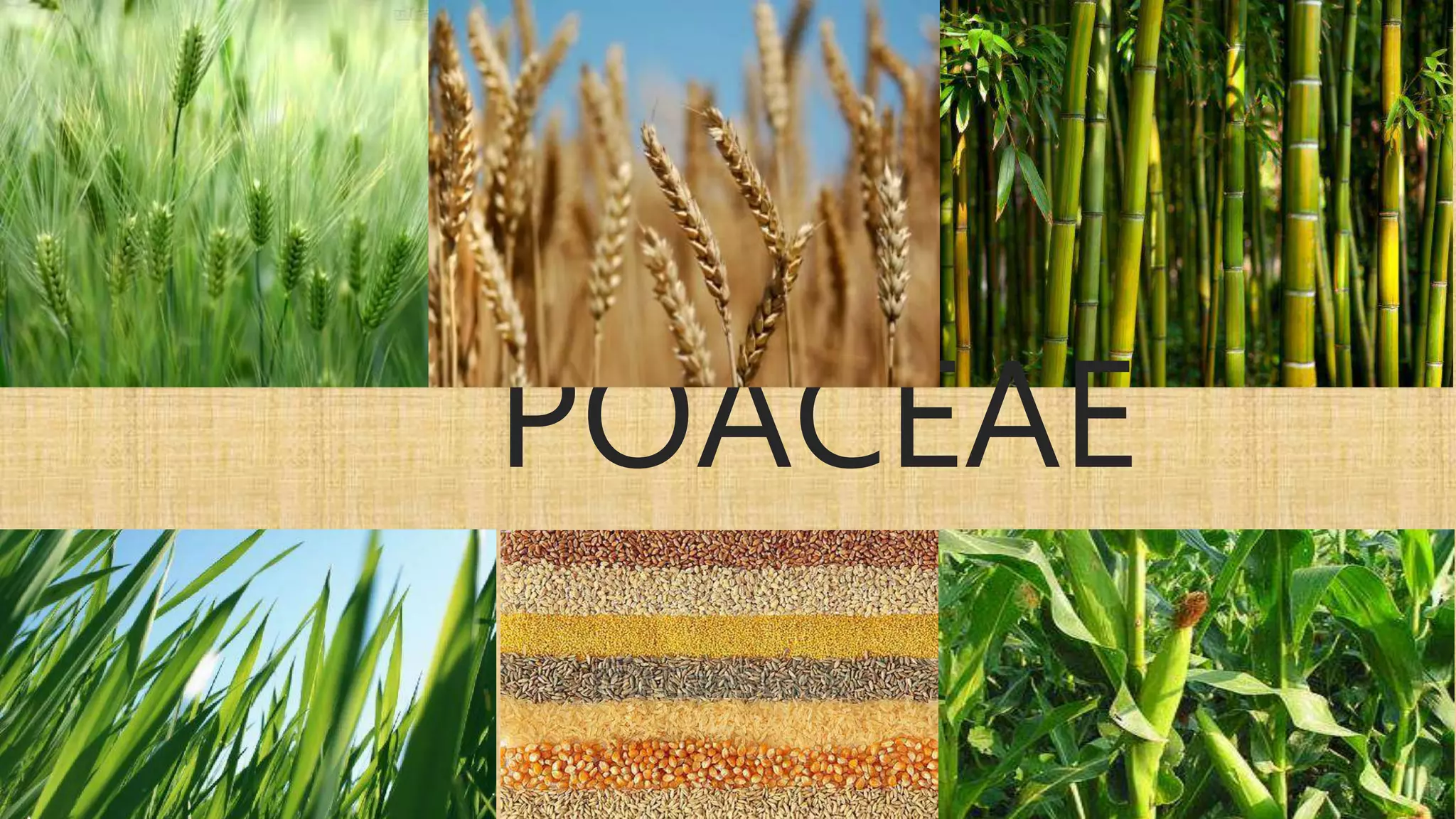 Poaceae Sistemática Vegetal | PPTX