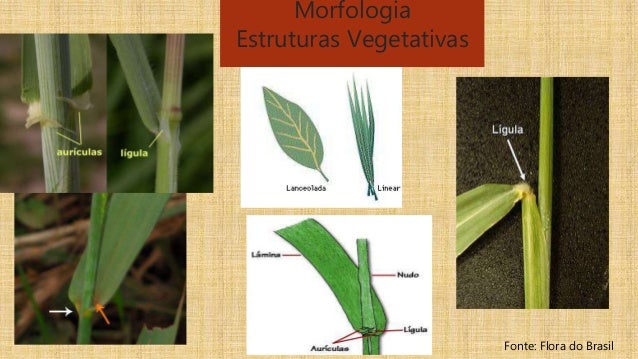 Poaceae Sistemática Vegetal