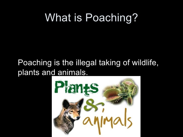 Poaching Meaning