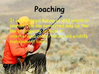Poaching | PPTX