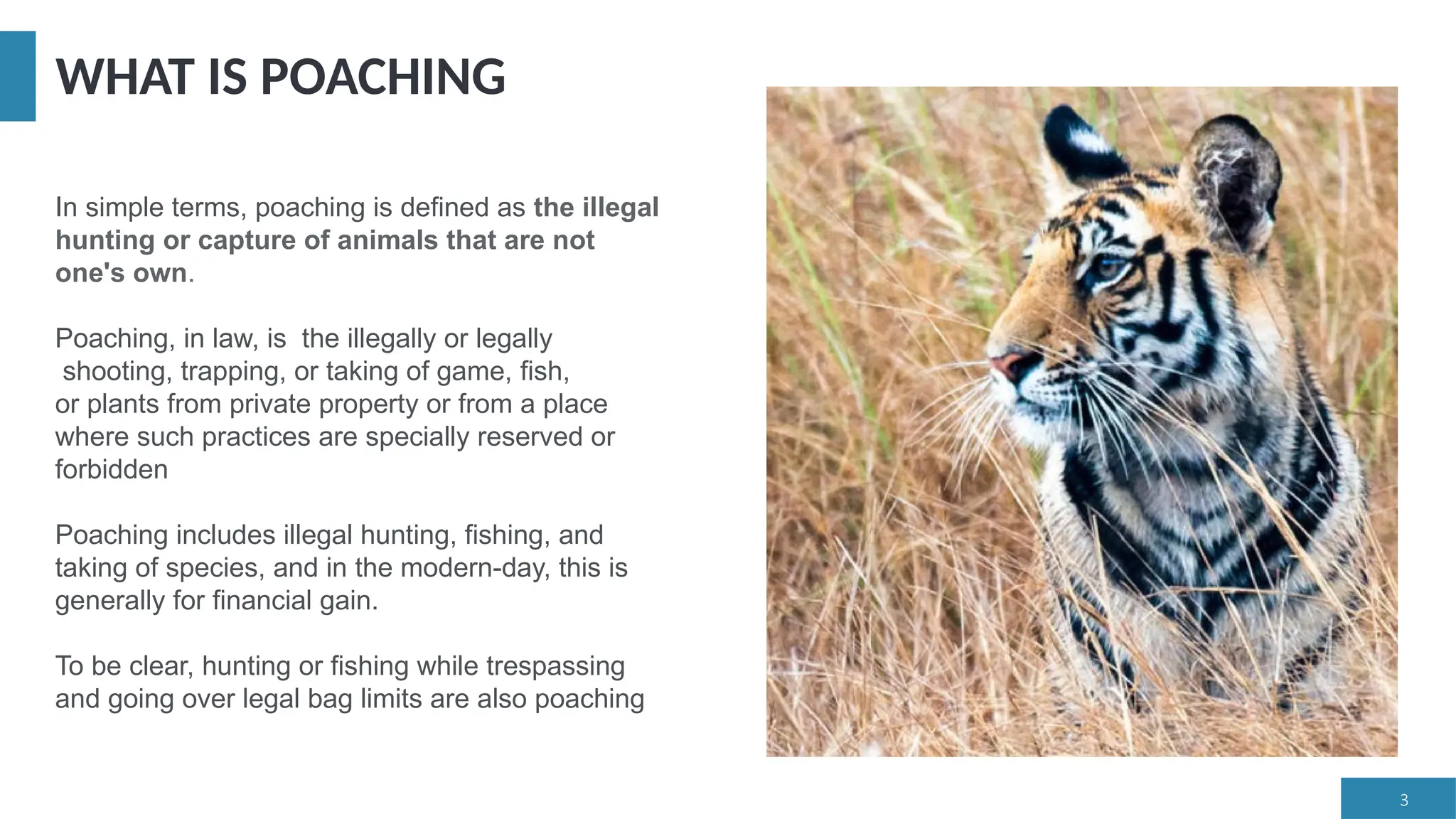 Poaching cruelty what, why and how .pptx