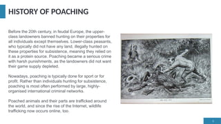 Poaching cruelty what, why and how .pptx