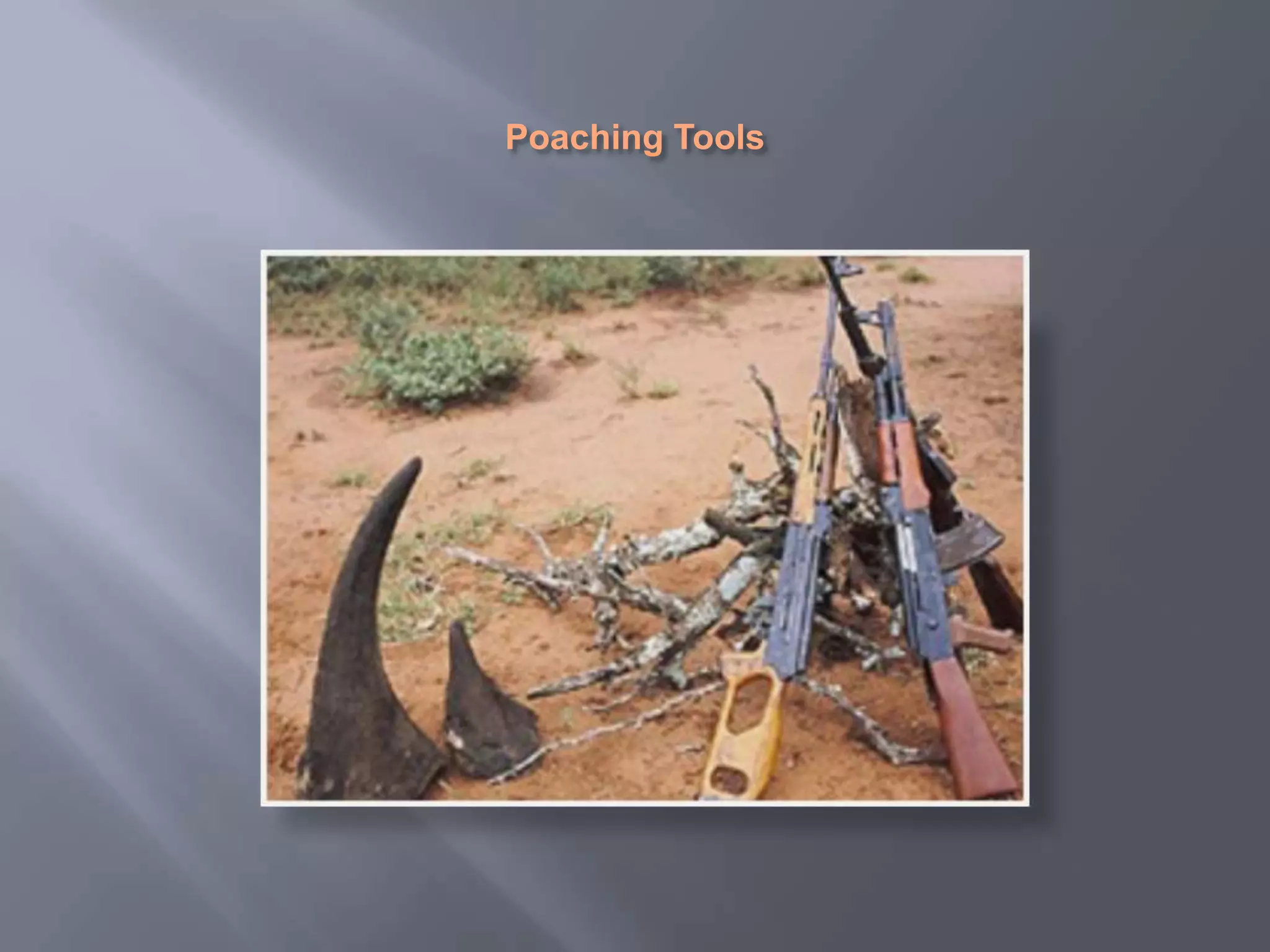 Poaching/hunting | PPTX