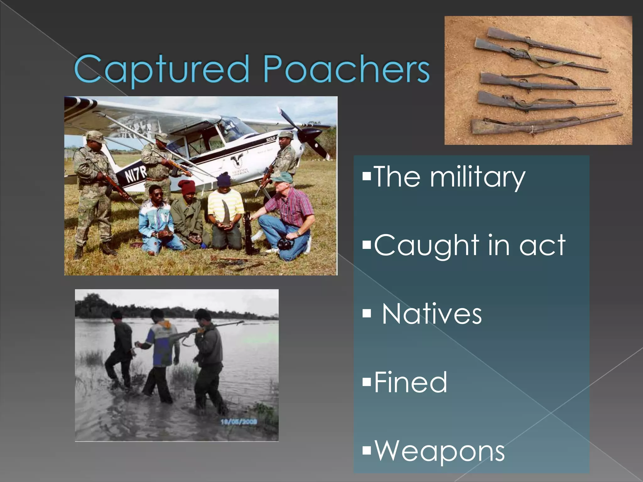 Poaching exhibition | PPTX