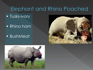 Poaching exhibition | PPTX
