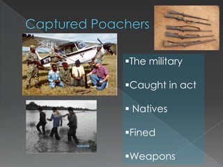 Poaching exhibition | PPTX