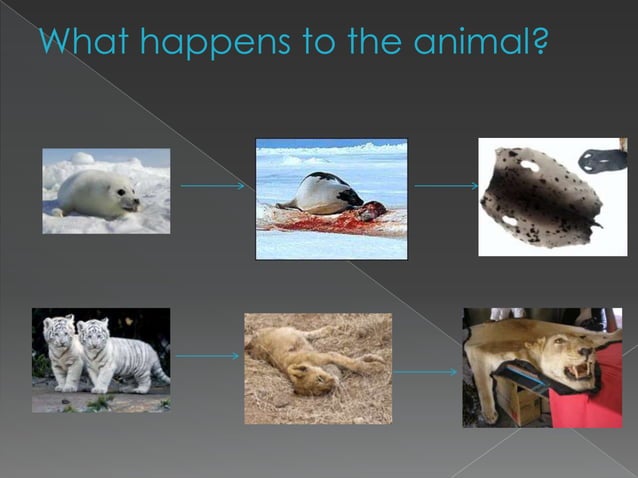 Poaching exhibition | PPTX