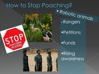 Poaching exhibition | PPTX