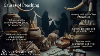 Poaching expo ingleshjfgnfgmfgnmfggn.pptx