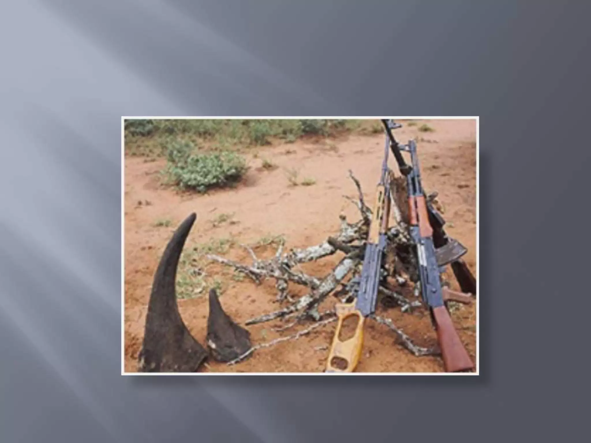 Poaching hunting | PPTX