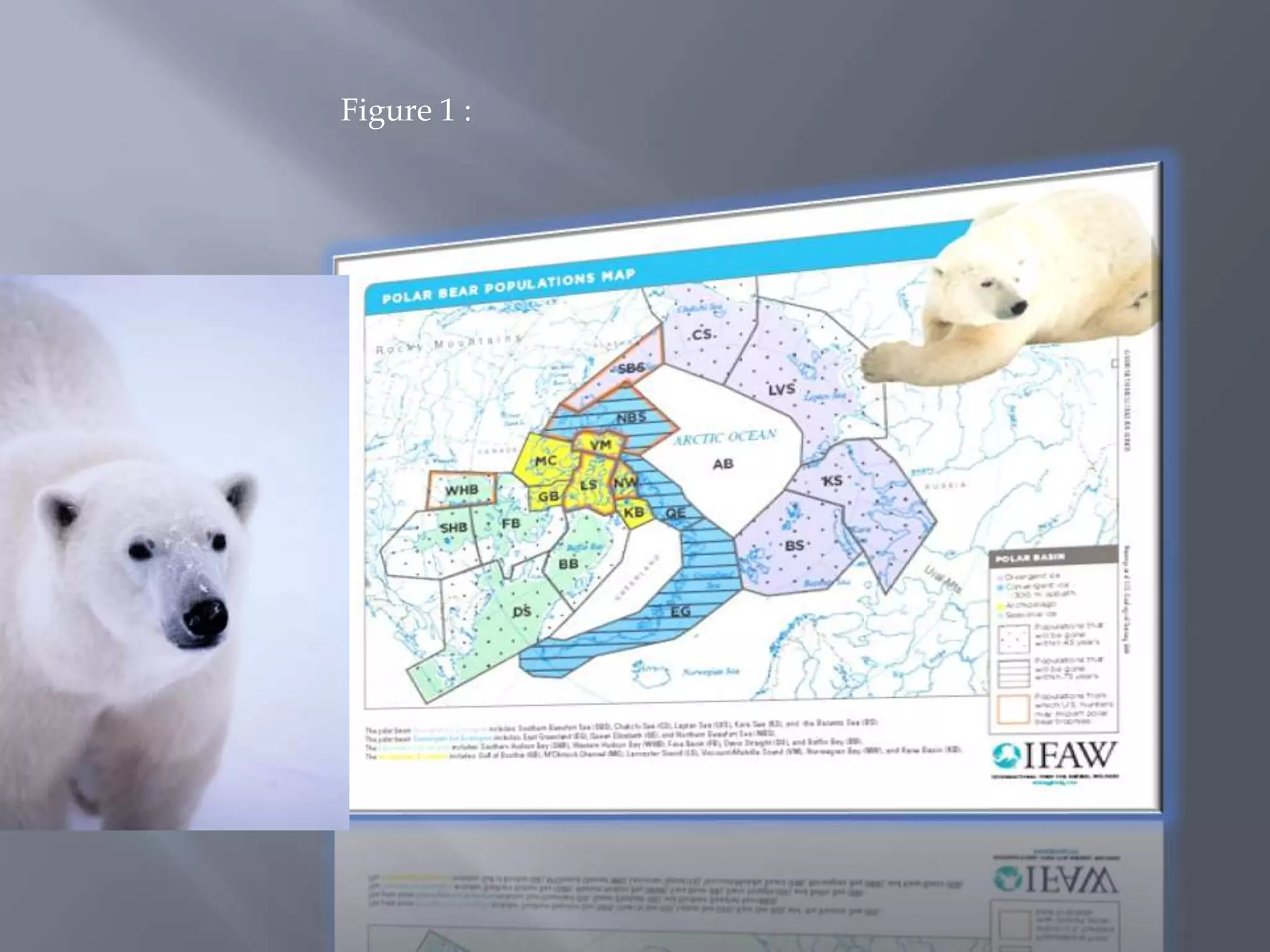 Poaching hunting | PPTX