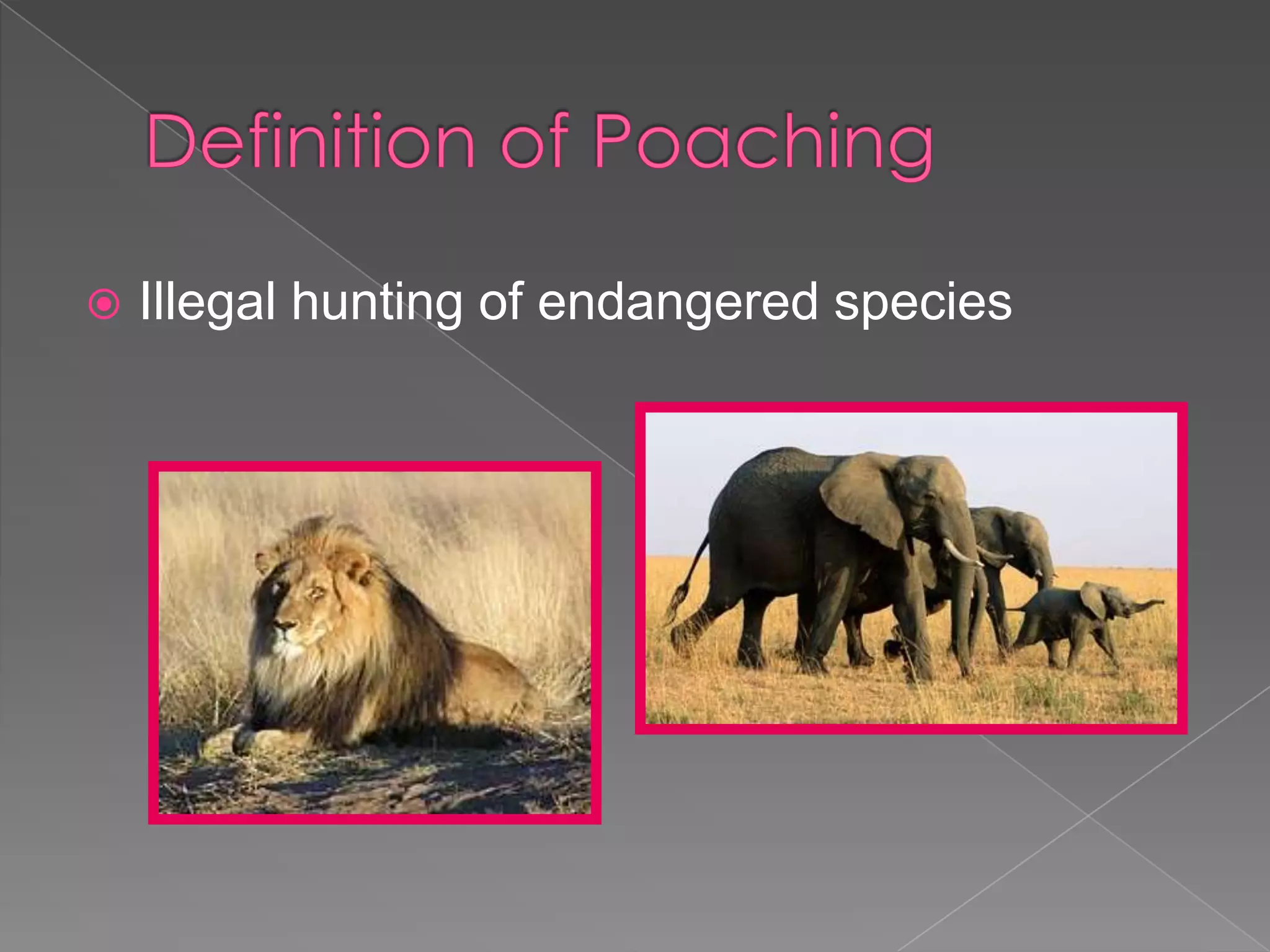 Poaching in africa | PPTX | Hunting and Shooting | Sports