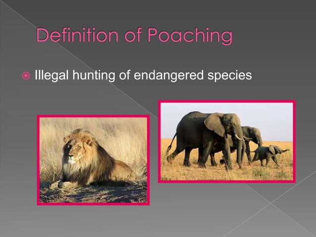 Poaching in africa | PPTX | Hunting and Shooting | Sports