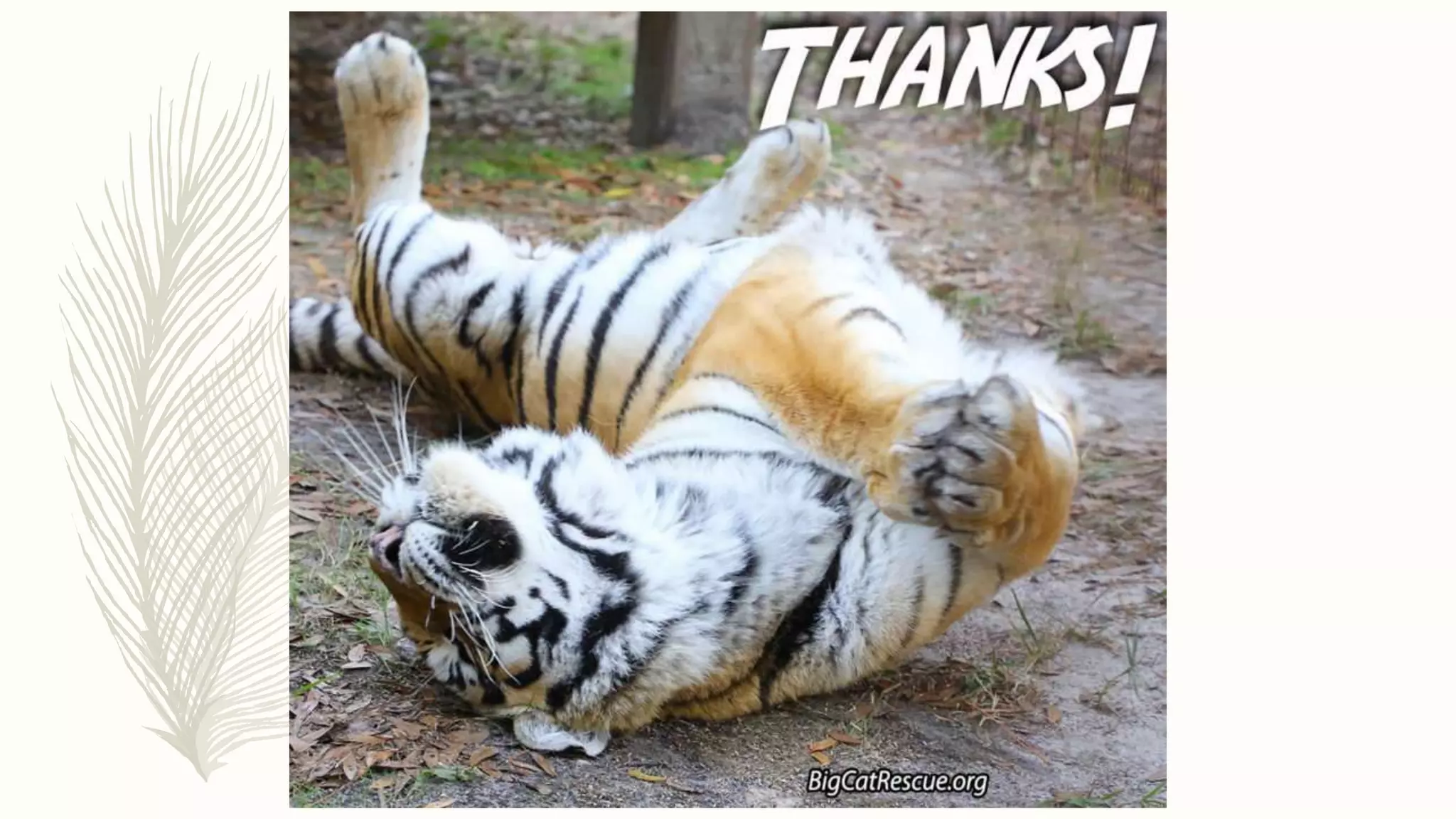 Poaching methods | PPTX