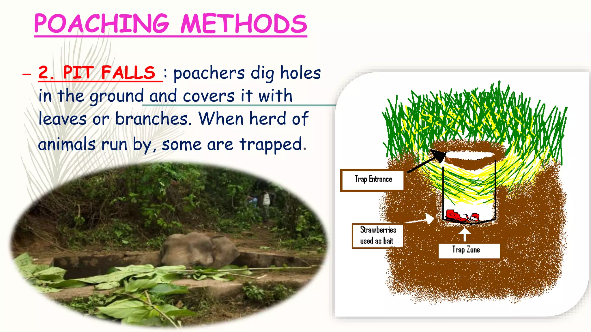 Poaching methods | PPTX