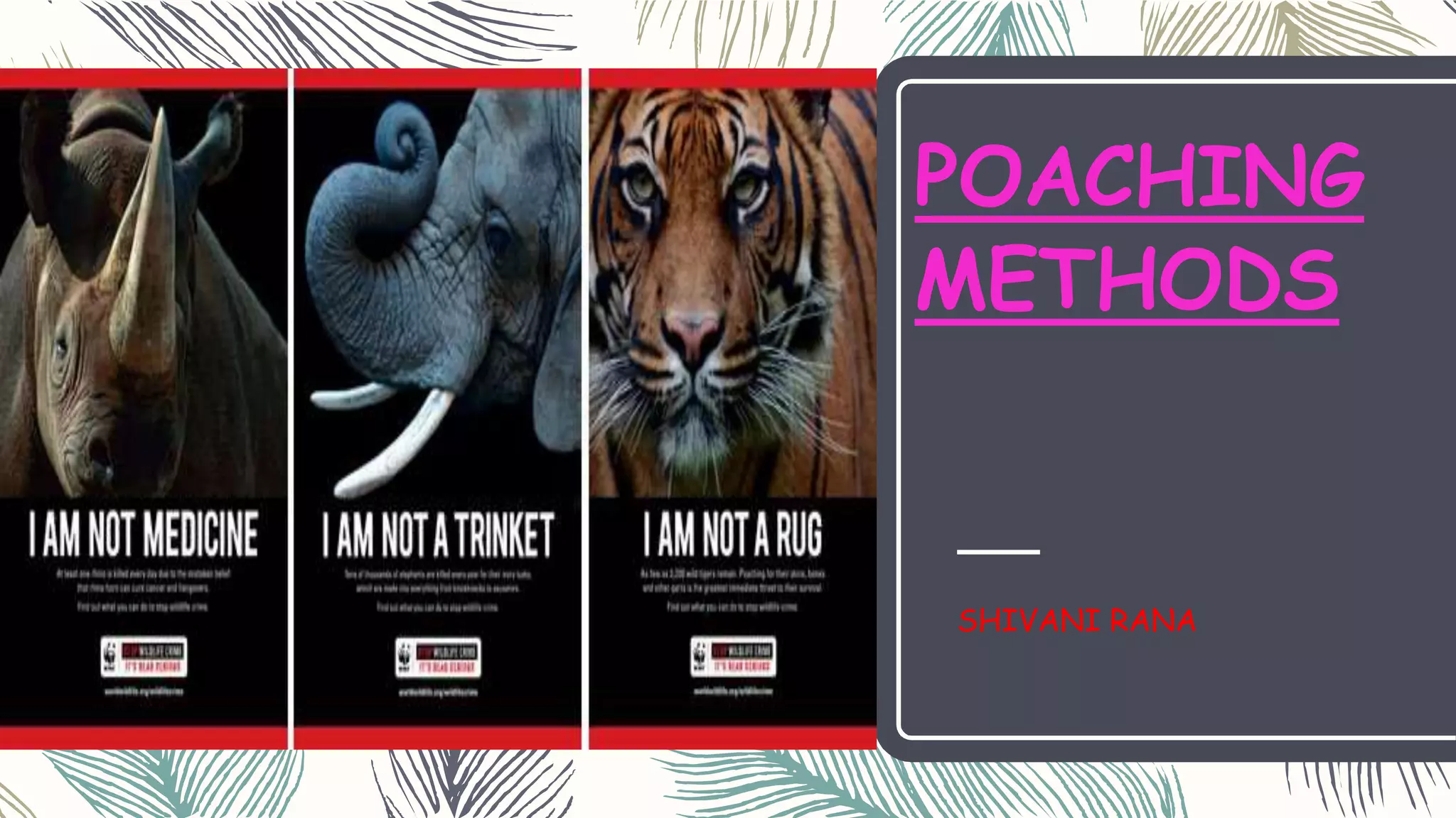 Poaching methods | PPT