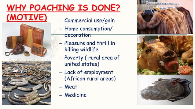 Poaching methods | PPT